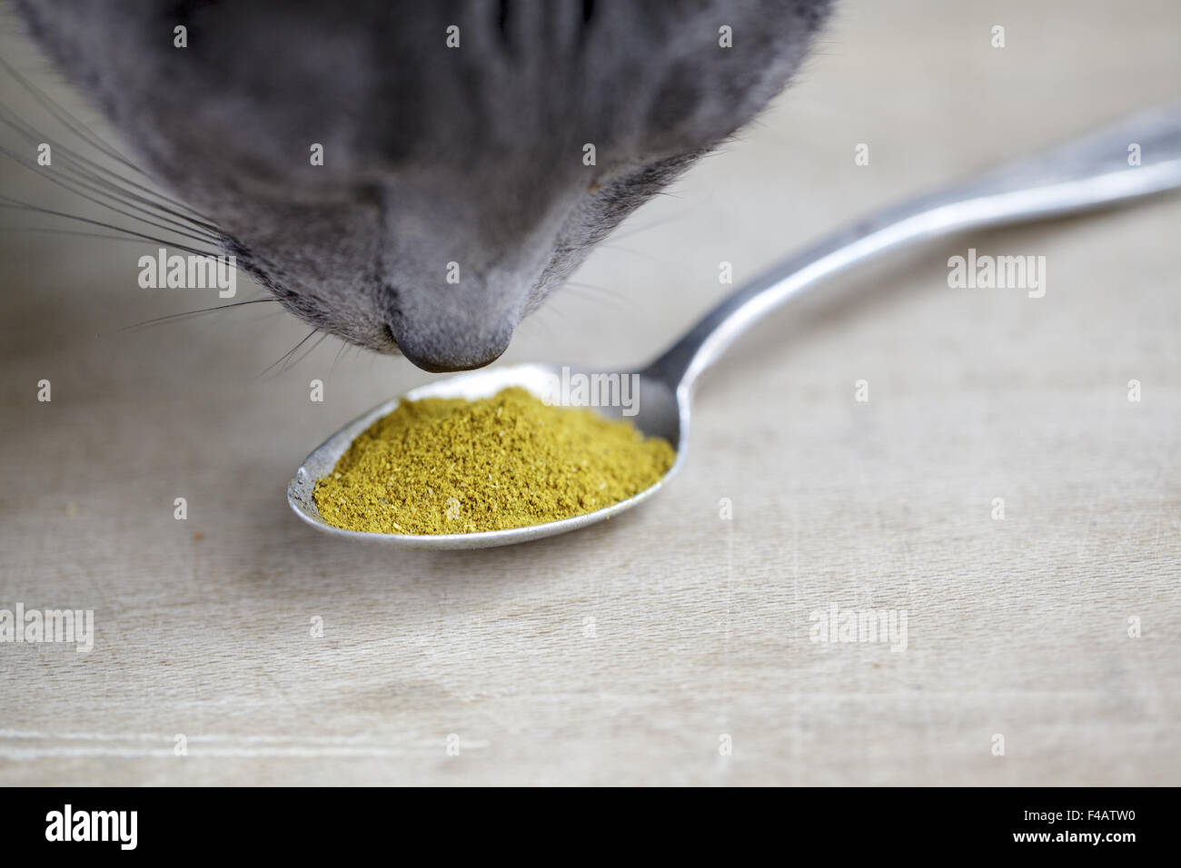 Cat sniffing curry spices hi-res stock photography and images - Alamy