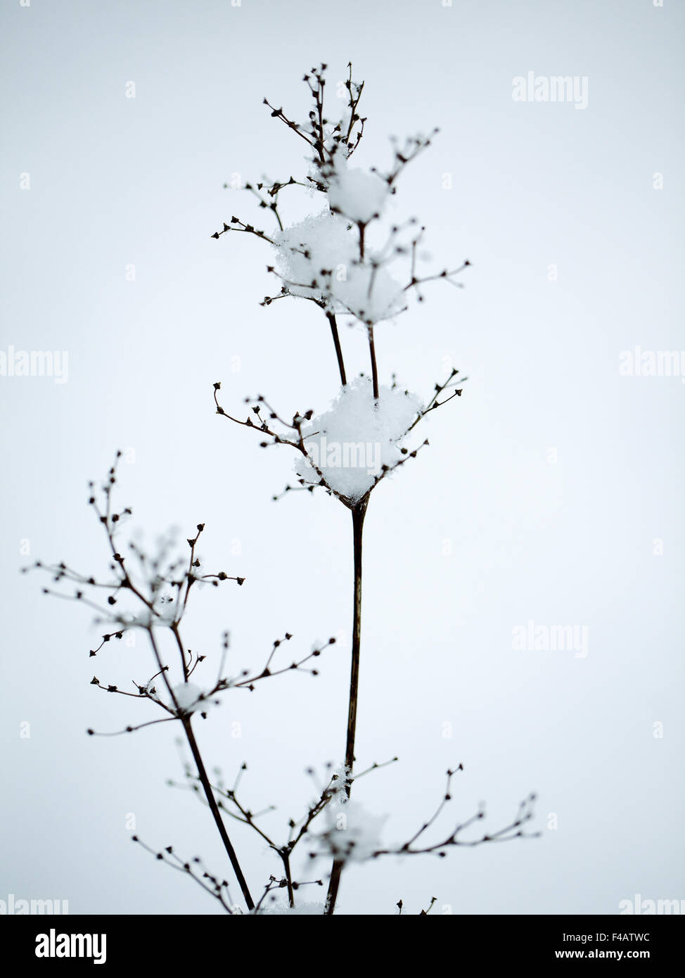 Frosty tree limb hi-res stock photography and images - Alamy