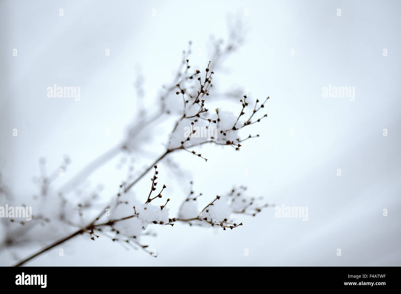 Frosty tree limb hi-res stock photography and images - Alamy