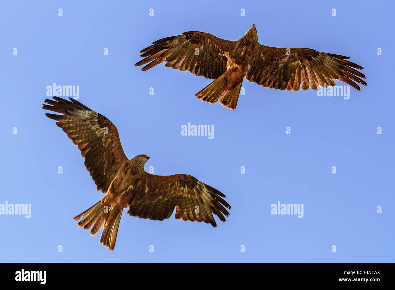 Uk kites hi-res stock photography and images - Alamy