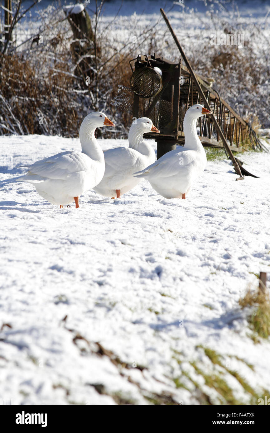 Domestic geese hi-res stock photography and images - Alamy