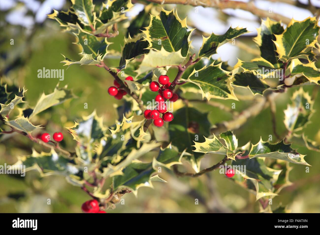 Natur symbolisch hi-res stock photography and images - Alamy