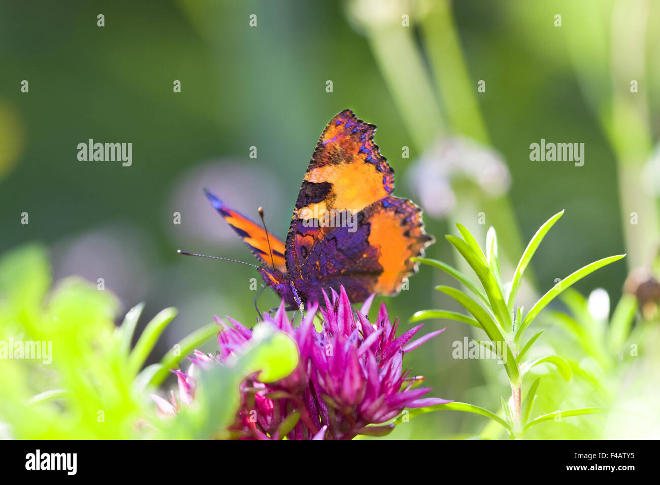 The bright butterfly Stock Photo - Alamy
