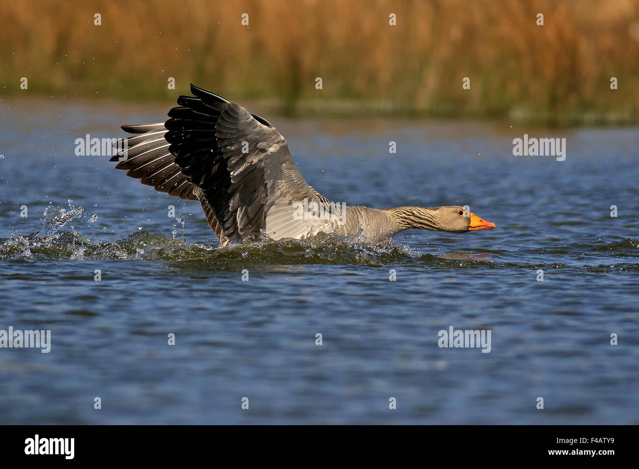 Greylag goose open wings hi-res stock photography and images - Alamy