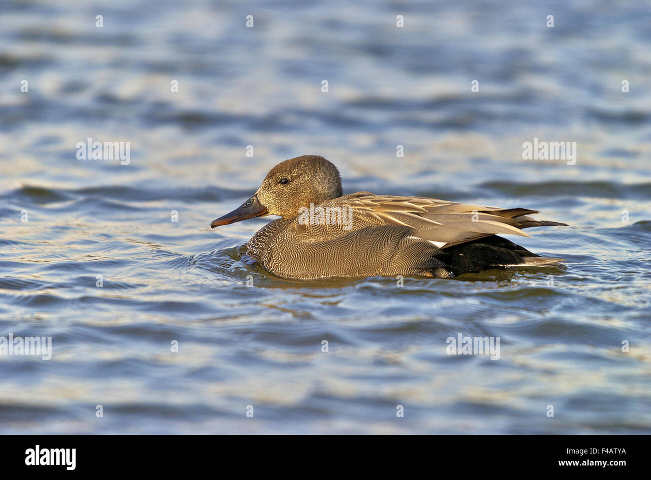 Gadwall migration hi-res stock photography and images - Alamy