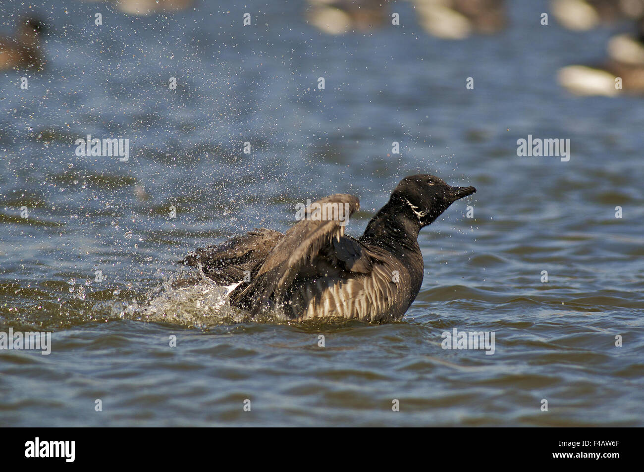 Brant goose hi-res stock photography and images - Alamy