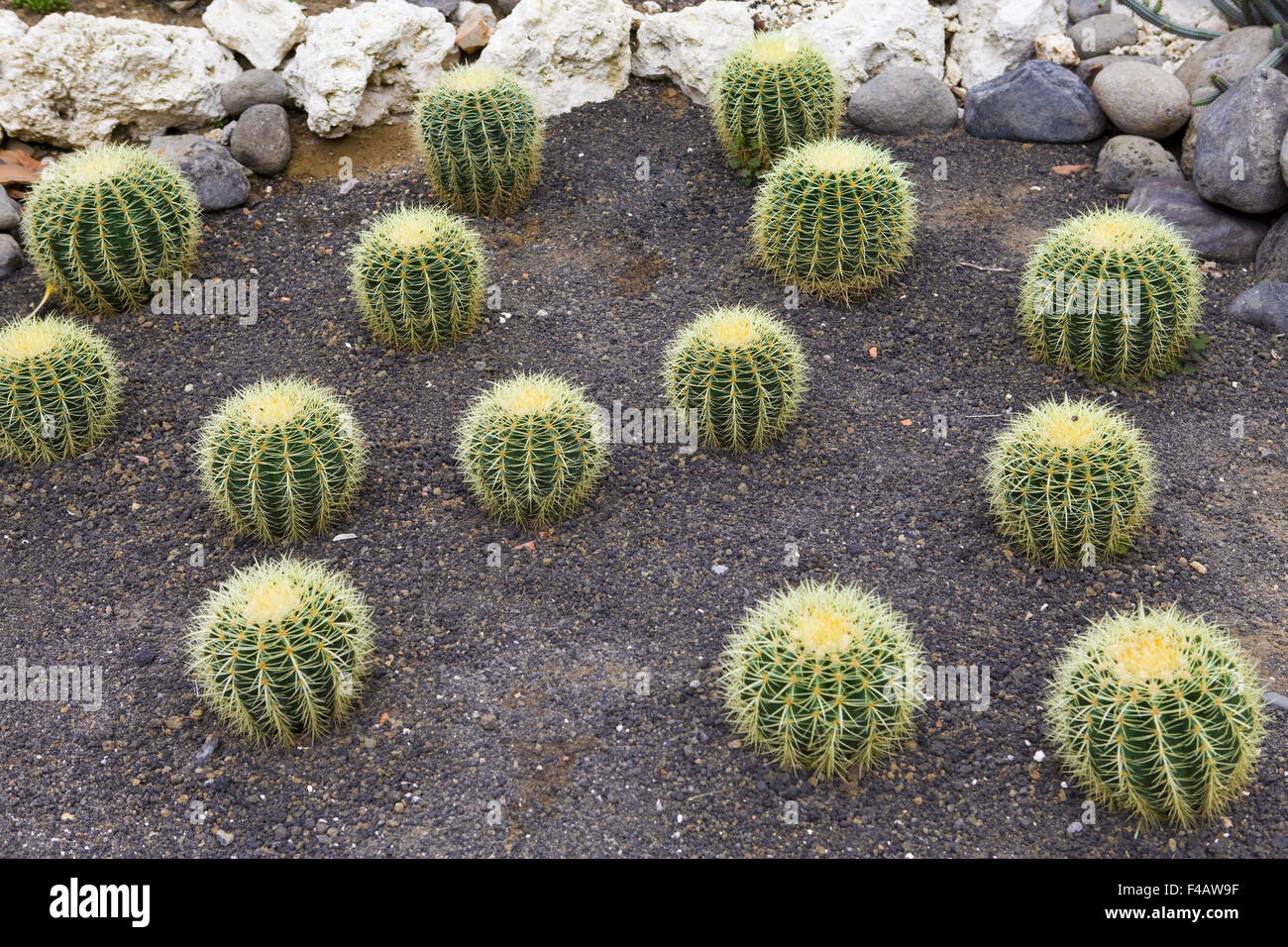 Numbers of cacti Stock Photo - Alamy