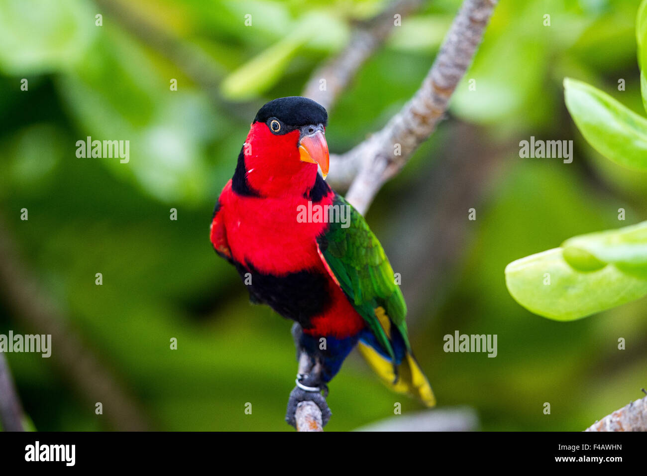 Frauenlori hi-res stock photography and images - Alamy