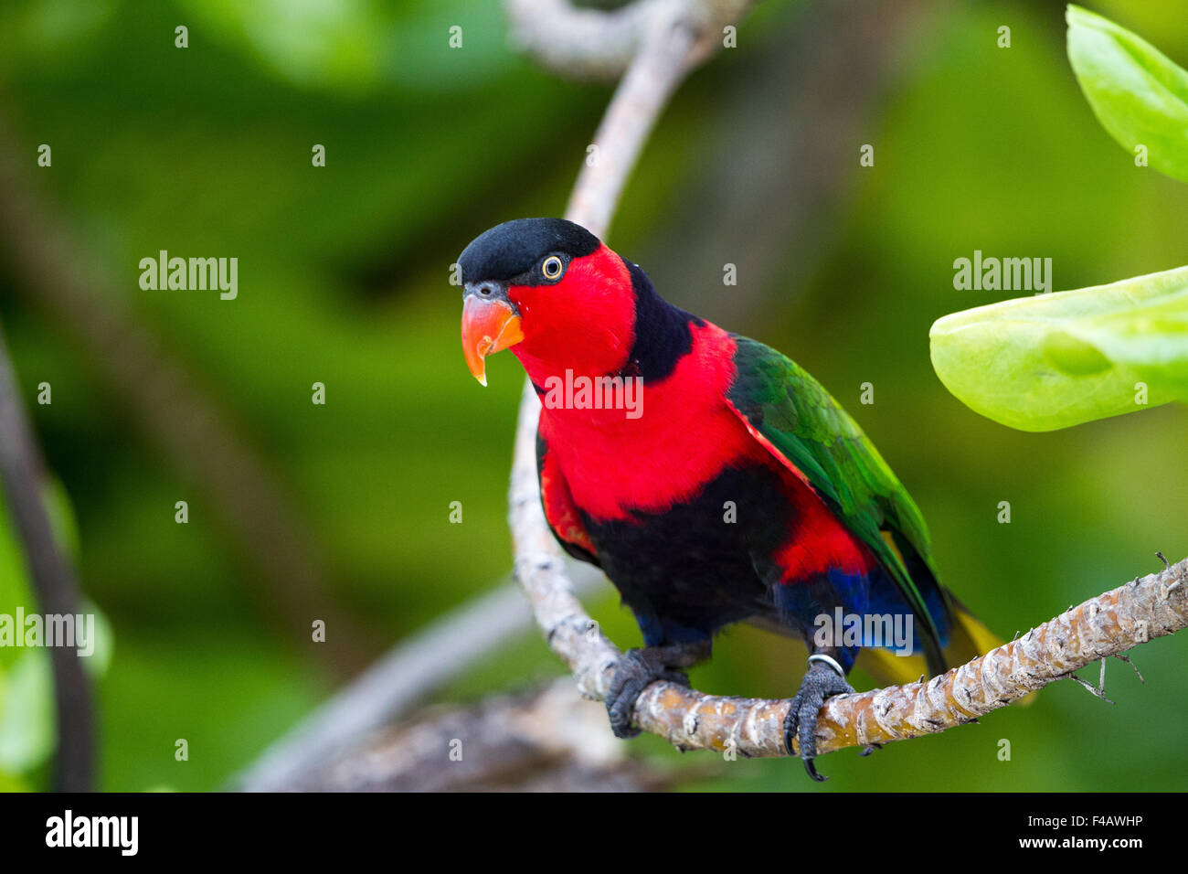 Black capped parrot hi-res stock photography and images - Alamy