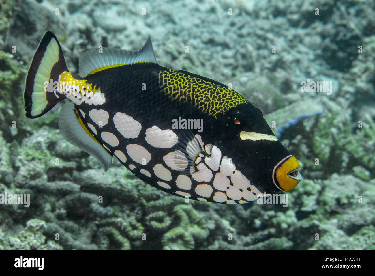 Indian triggerfish hi-res stock photography and images - Alamy