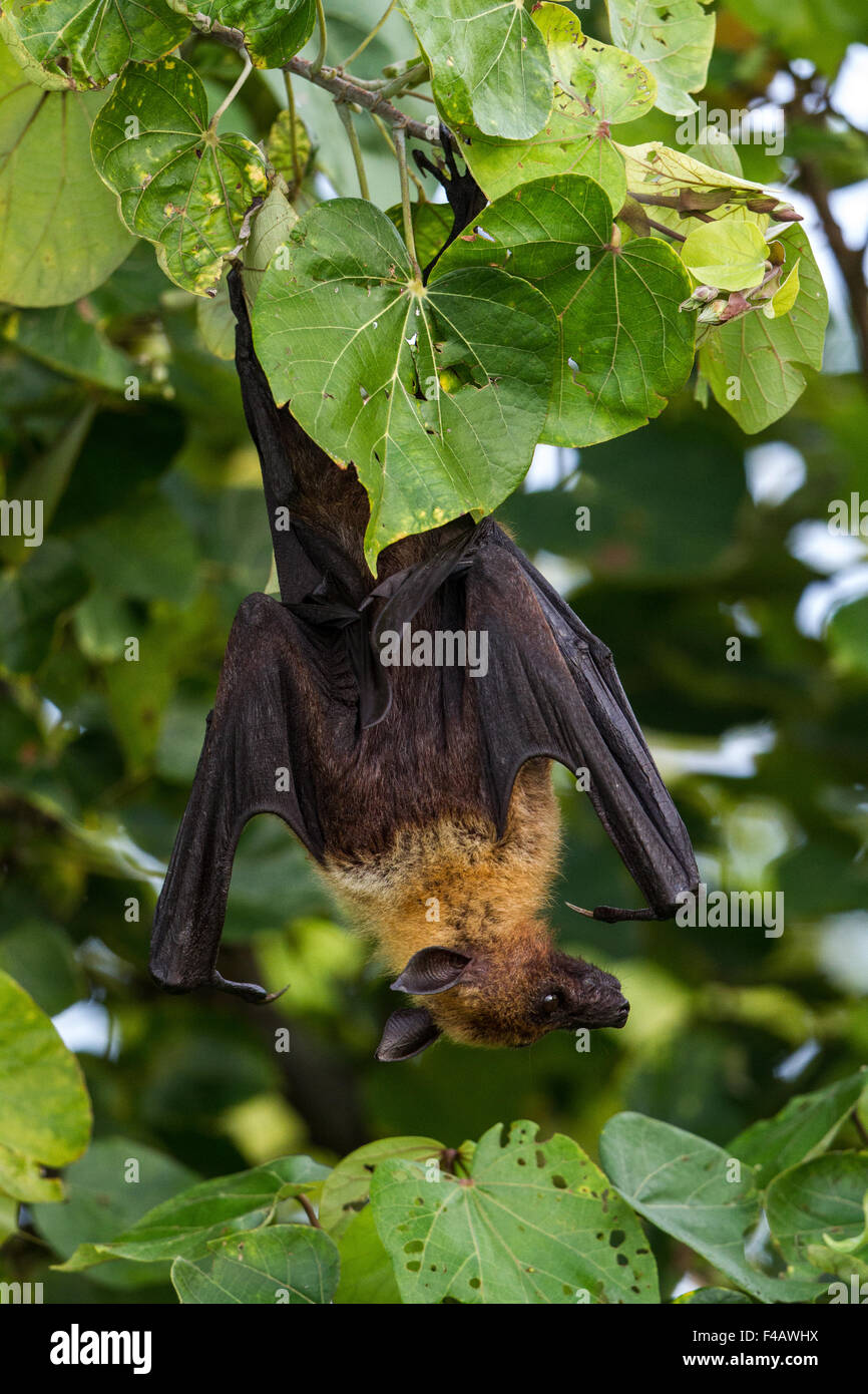 Fruit bat island hi-res stock photography and images - Alamy