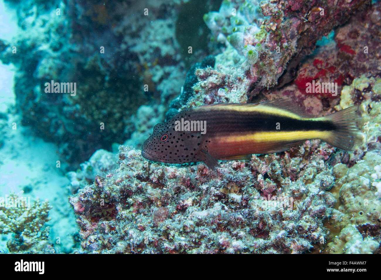 Black sided hi-res stock photography and images - Alamy