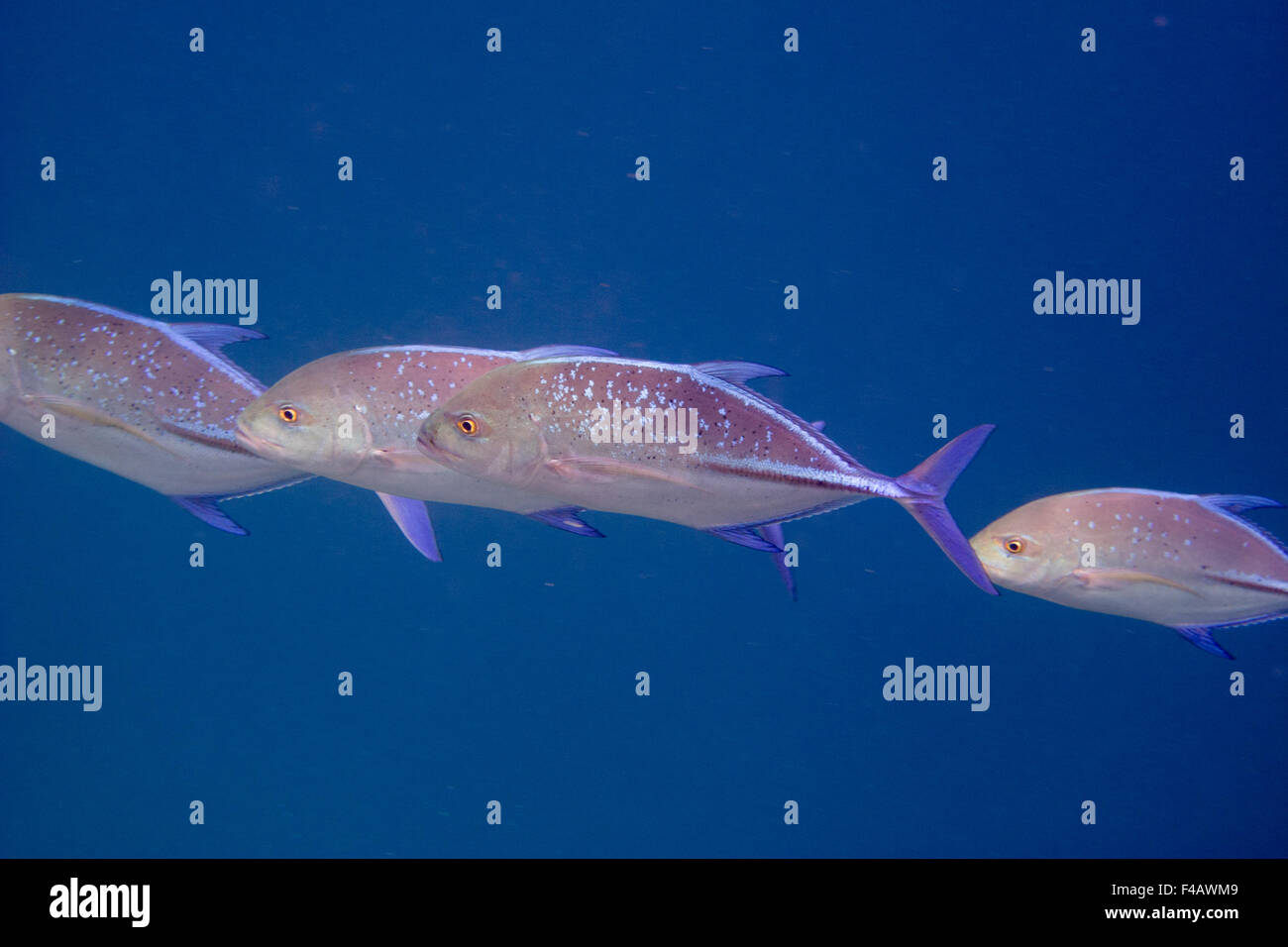 Spotted trevally hi-res stock photography and images - Alamy