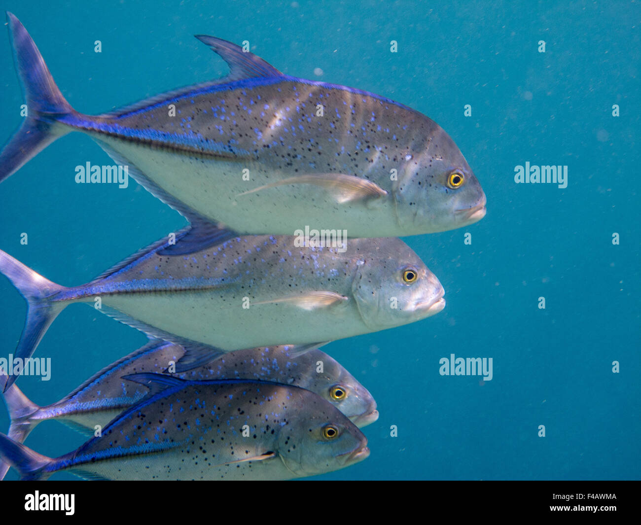 Spotted trevally hi-res stock photography and images - Alamy