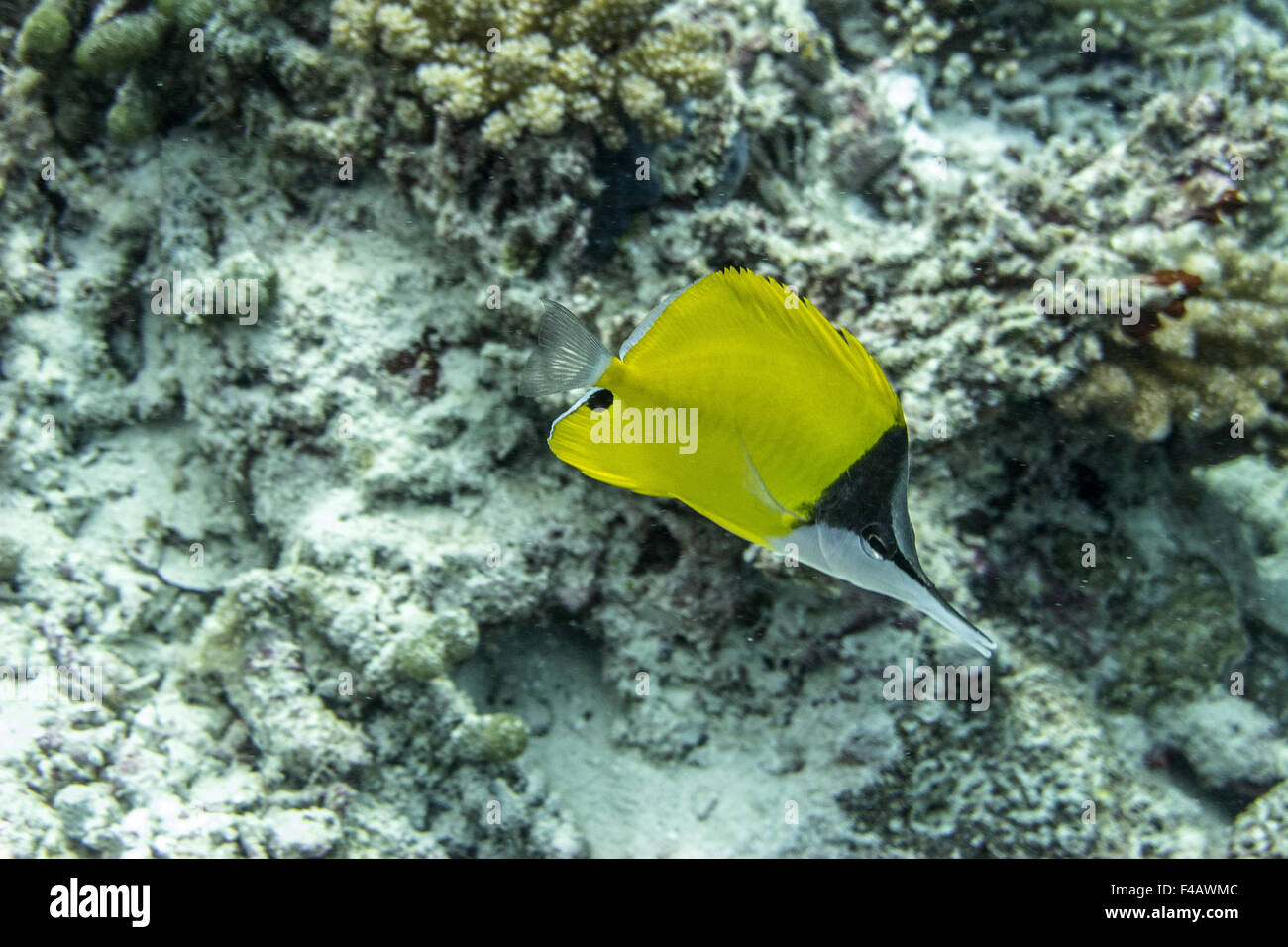 Sea fish long nose hi-res stock photography and images - Alamy