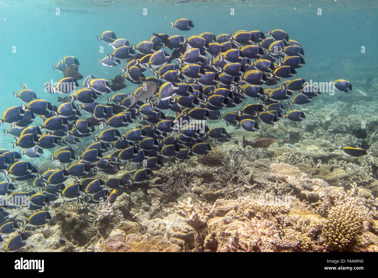 Surgeonfish hi-res stock photography and images - Alamy
