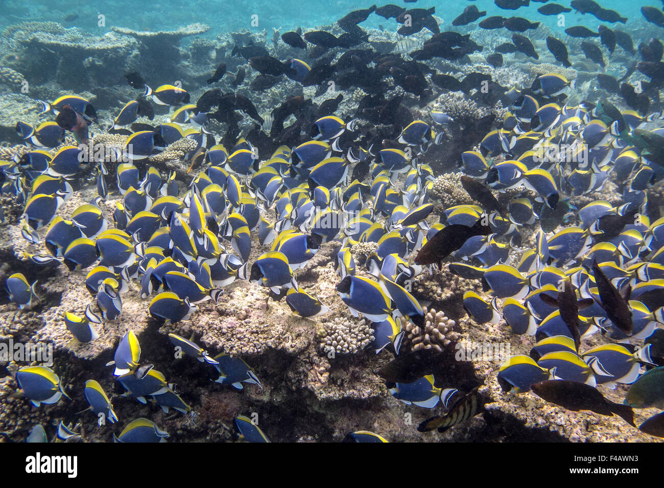 Surgeonfish hi-res stock photography and images - Alamy