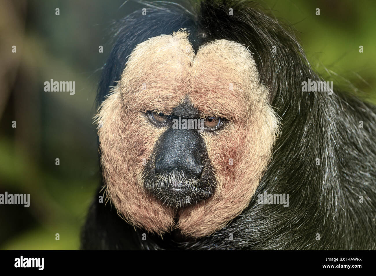 White faced Saki (Pithecia pithecia Stock Photo - Alamy
