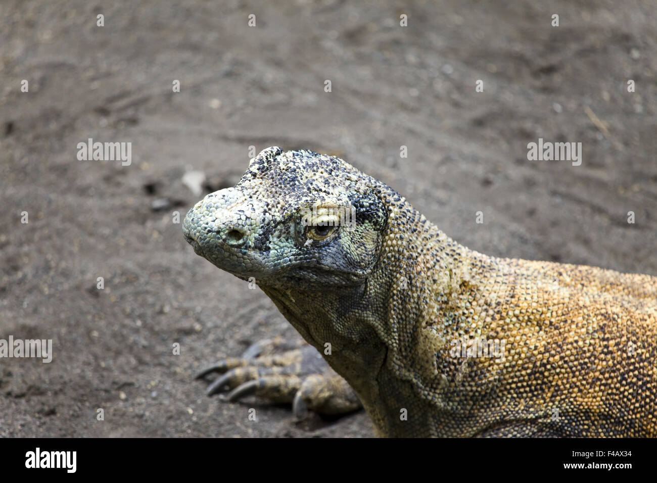 Huge monitor lizard -varan-on grey sand Stock Photo - Alamy
