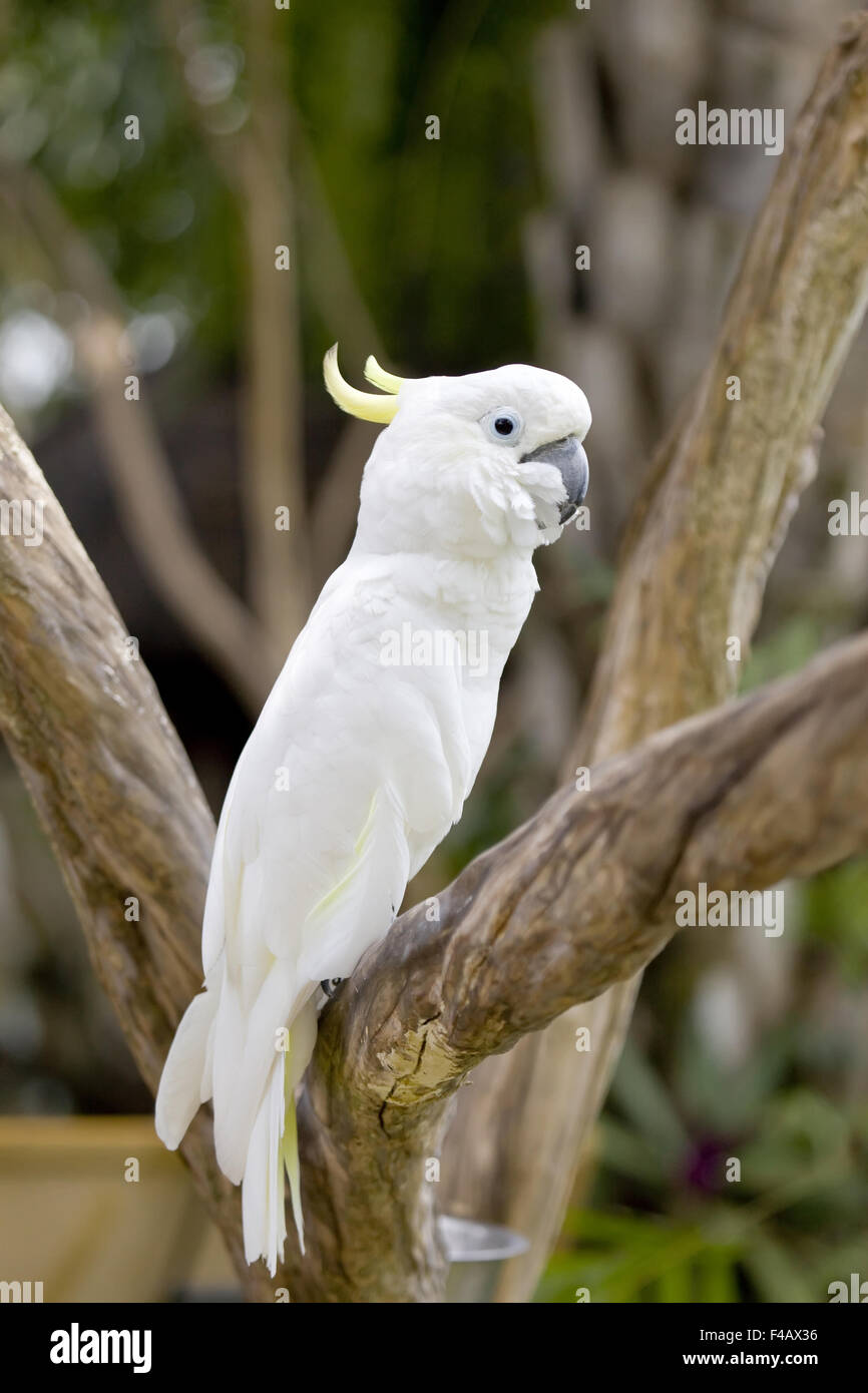Beautiful parrot hi res stock photography and images Alamy