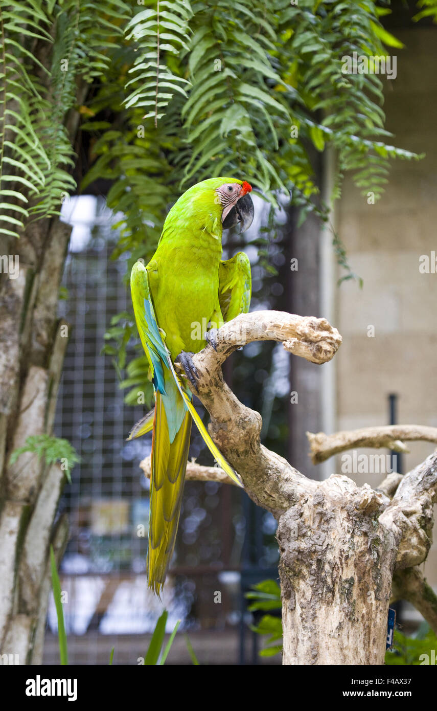 Beautiful colorful parrot Stock Photo - Alamy