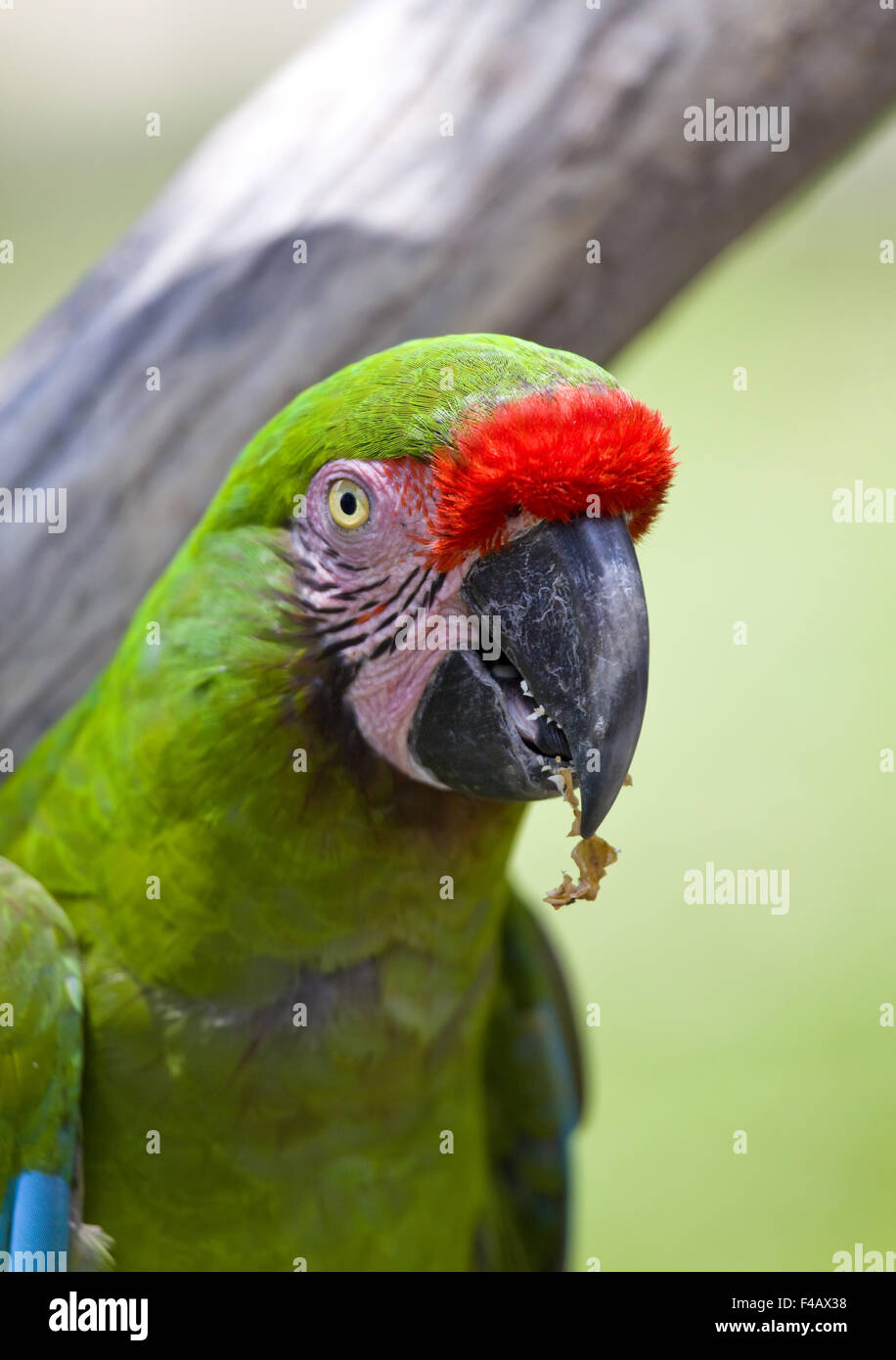 Beautiful colorful parrot Stock Photo - Alamy