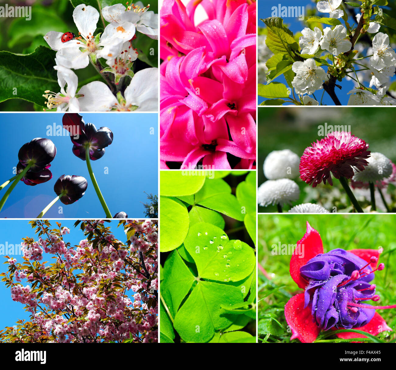 Garden Flowers Collage Stock Photo - Alamy
