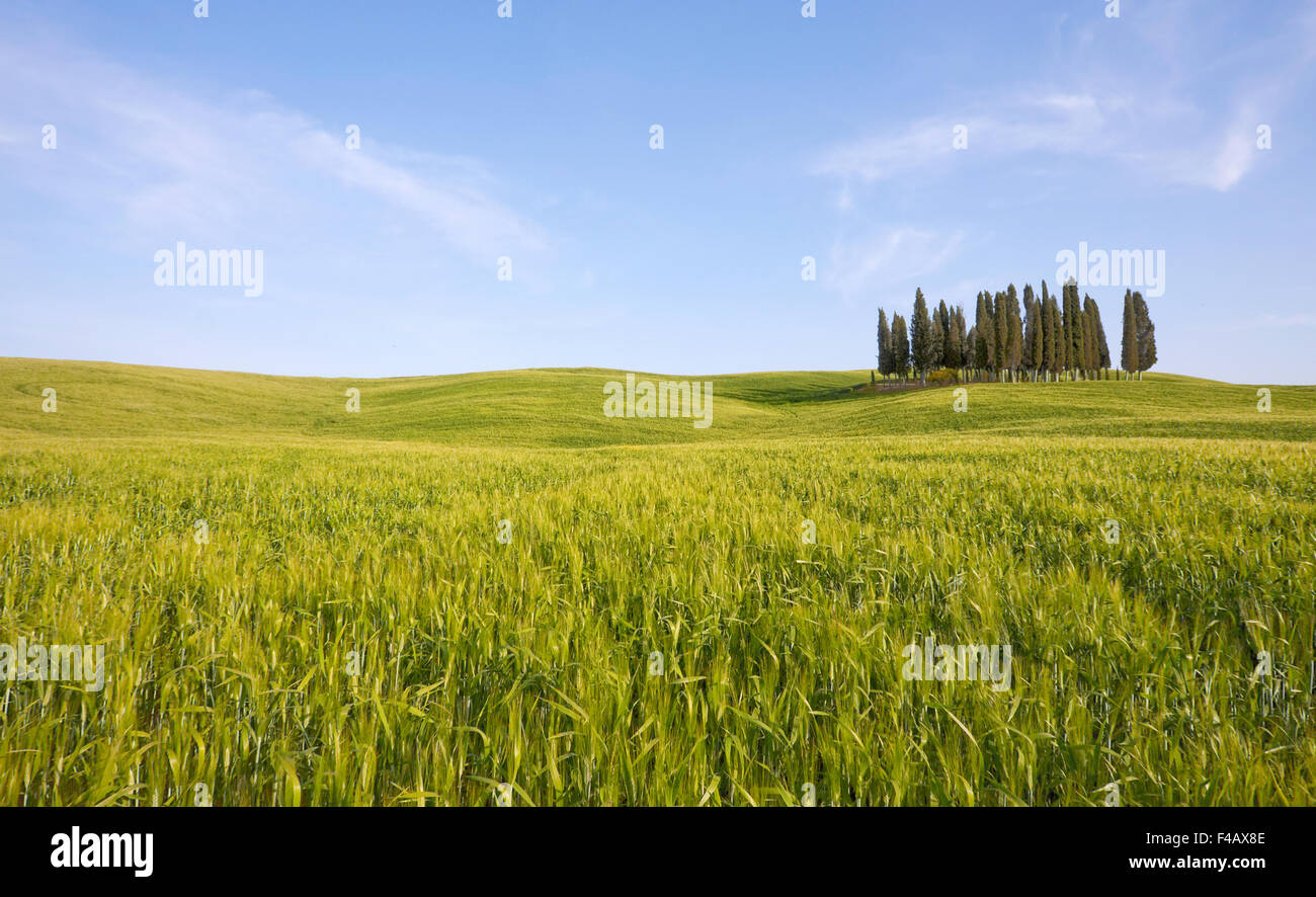 Group of cypresses in tuscany hi-res stock photography and images - Alamy