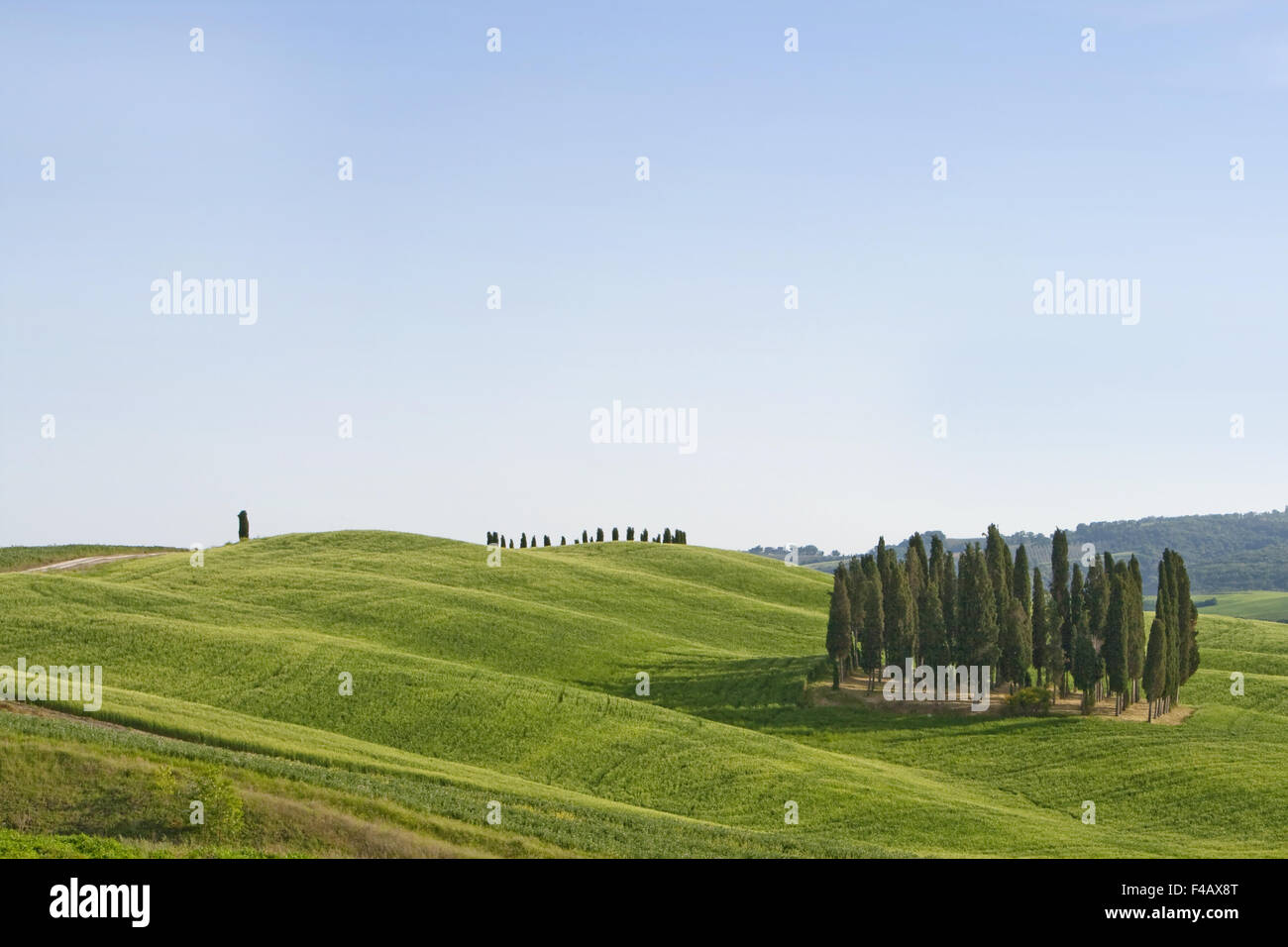 Group of cypresses in tuscany hi-res stock photography and images - Alamy