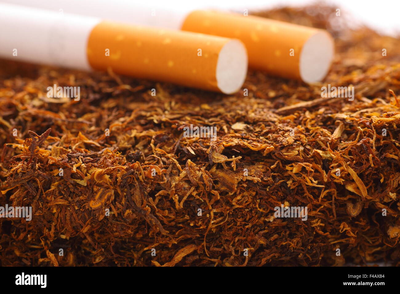 Tabakpflanze hi-res stock photography and images - Alamy