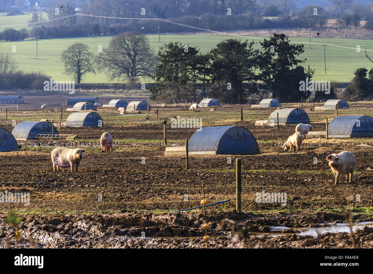 Pig Farm Berkshire UK Stock Photo - Alamy