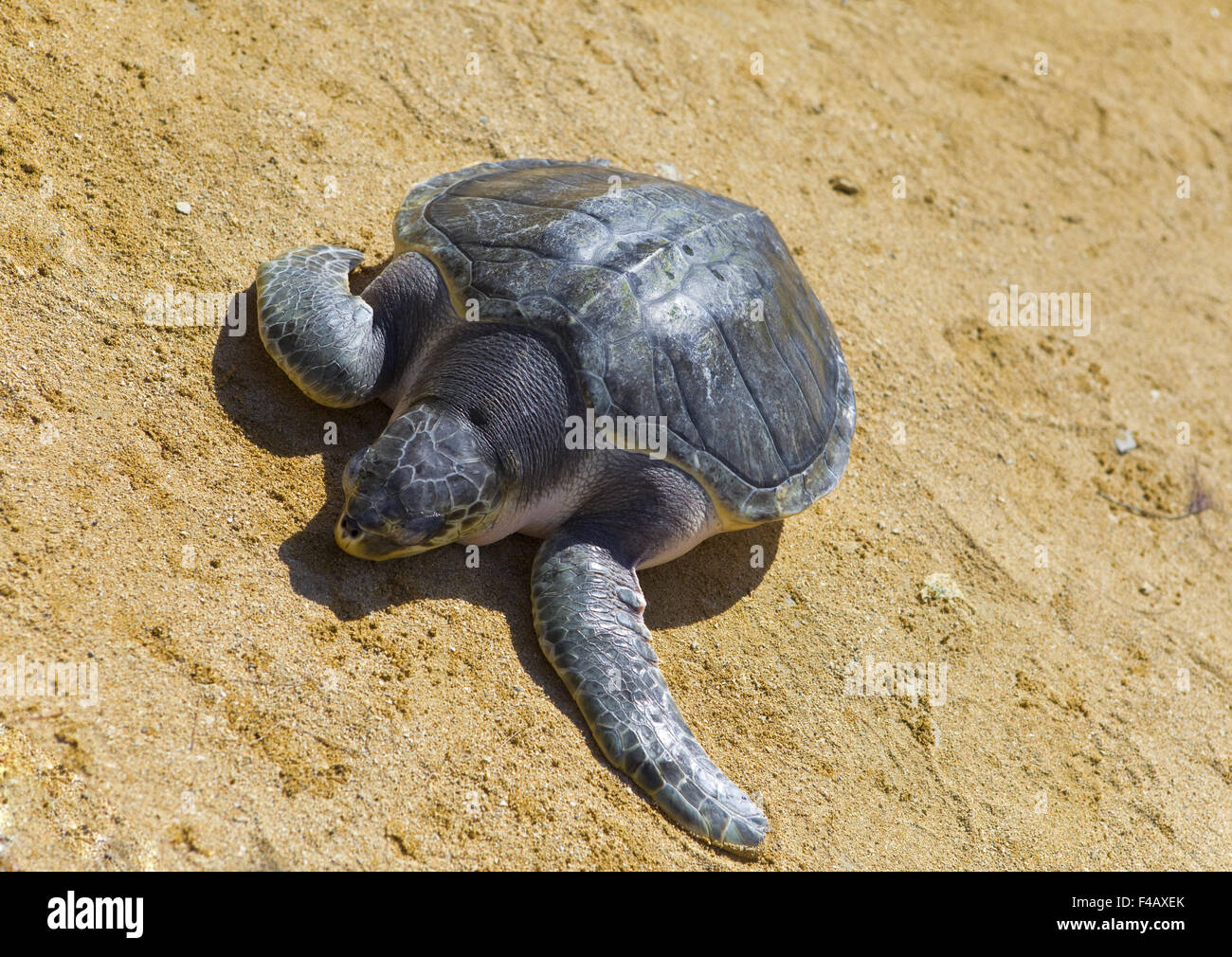 Giant tortoise on sand Stock Photo - Alamy