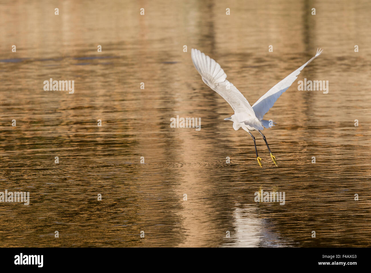 Little Egret in flight Stock Photo - Alamy