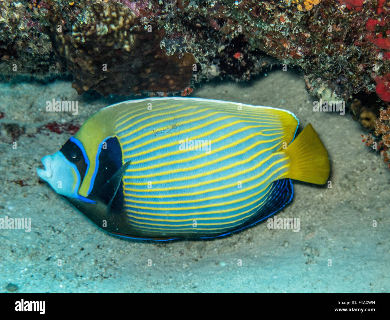 Emperor angelfish cleaner shrimp hi-res stock photography and images ... Emperor angelfish cleaner shrimp hi-res stock photography and images ...