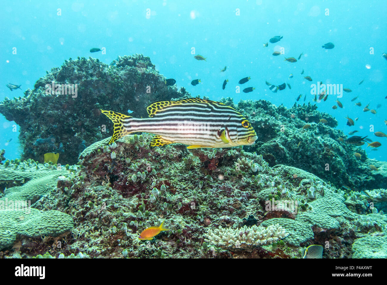 Sweetlips hi-res stock photography and images - Alamy