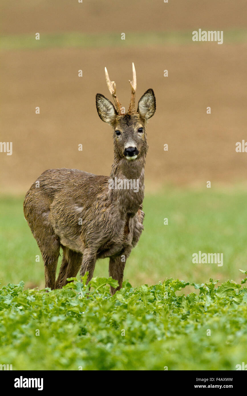 Roe icon hi-res stock photography and images - Alamy