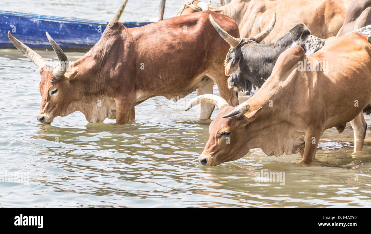 Cattle drinking water hi-res stock photography and images - Alamy