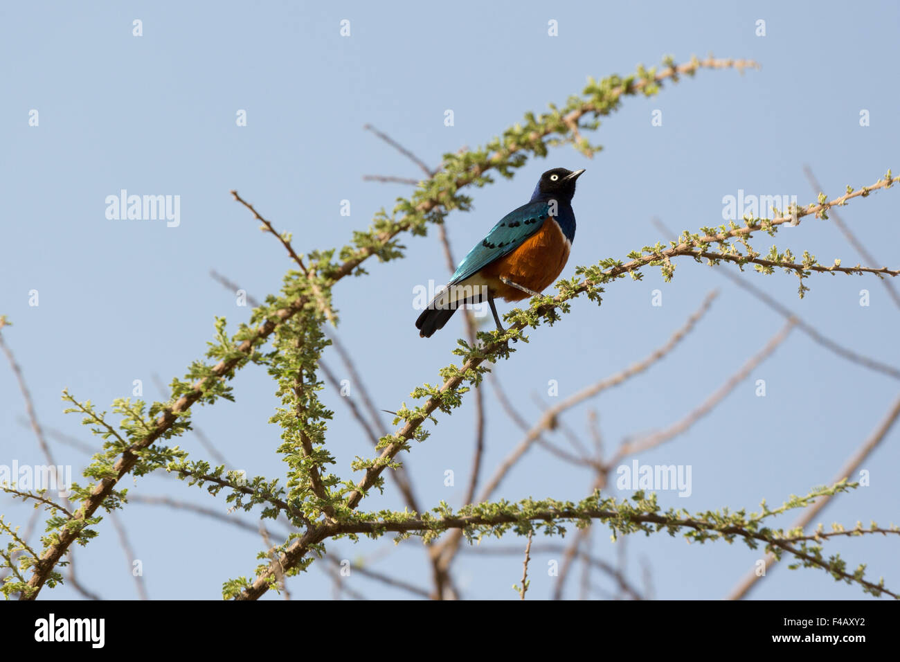 Blue and orange starling hi-res stock photography and images - Alamy