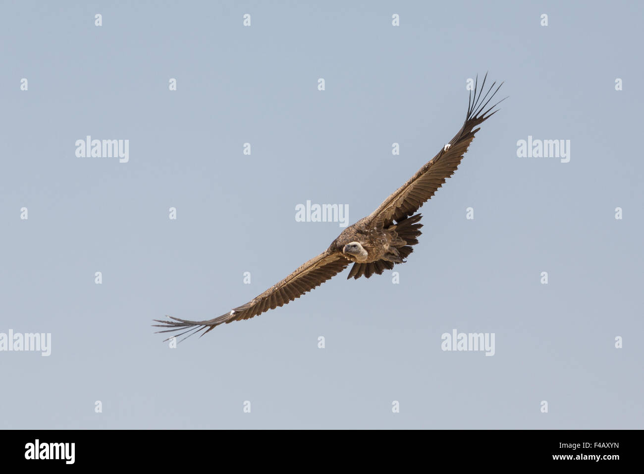 Vulture in flight Stock Photo - Alamy
