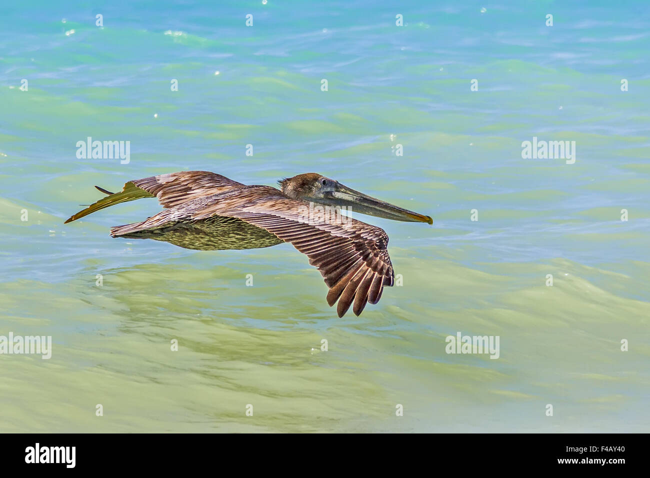 Searching fish hi-res stock photography and images - Alamy