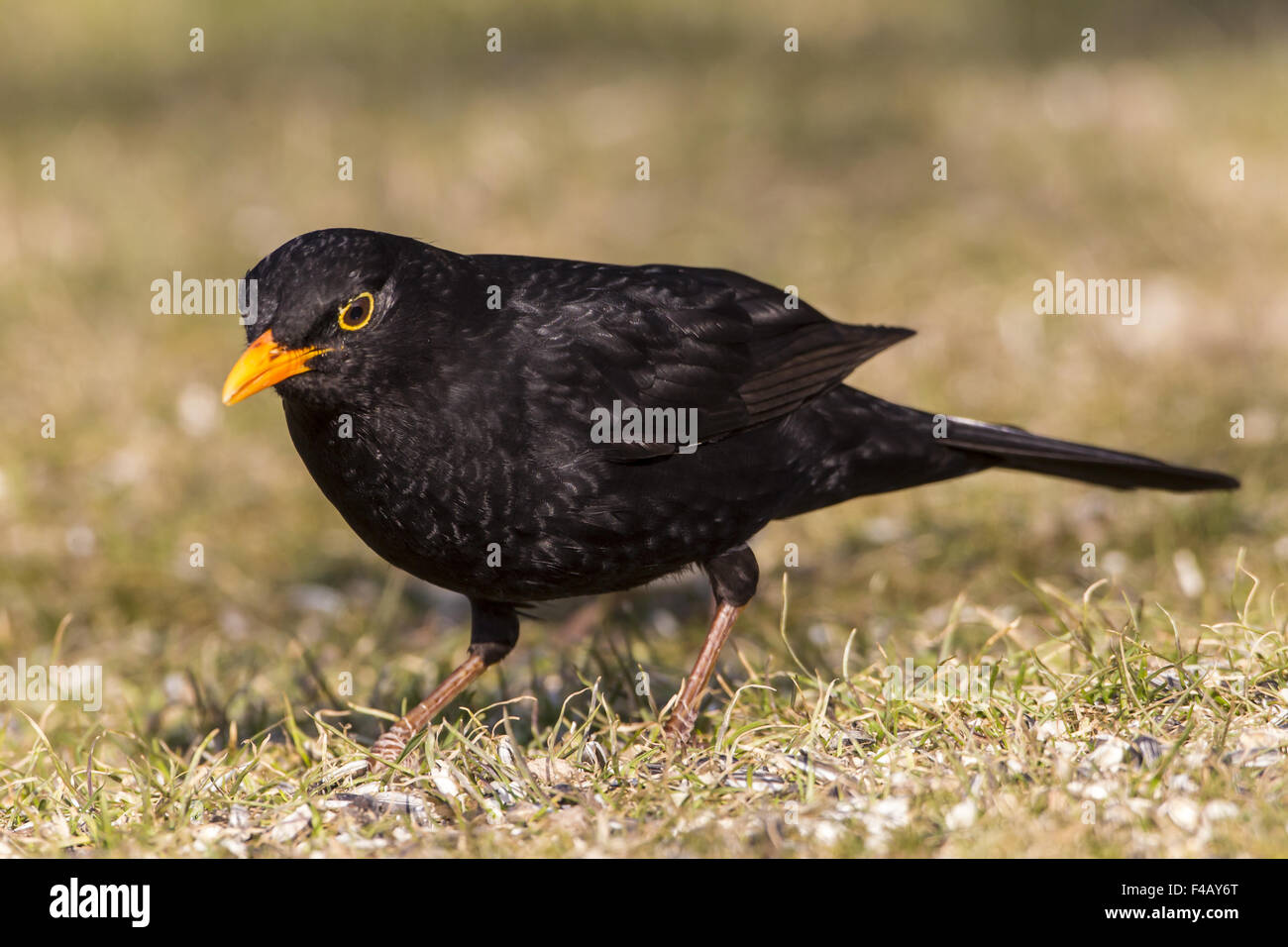 Merula merula hi-res stock photography and images - Alamy