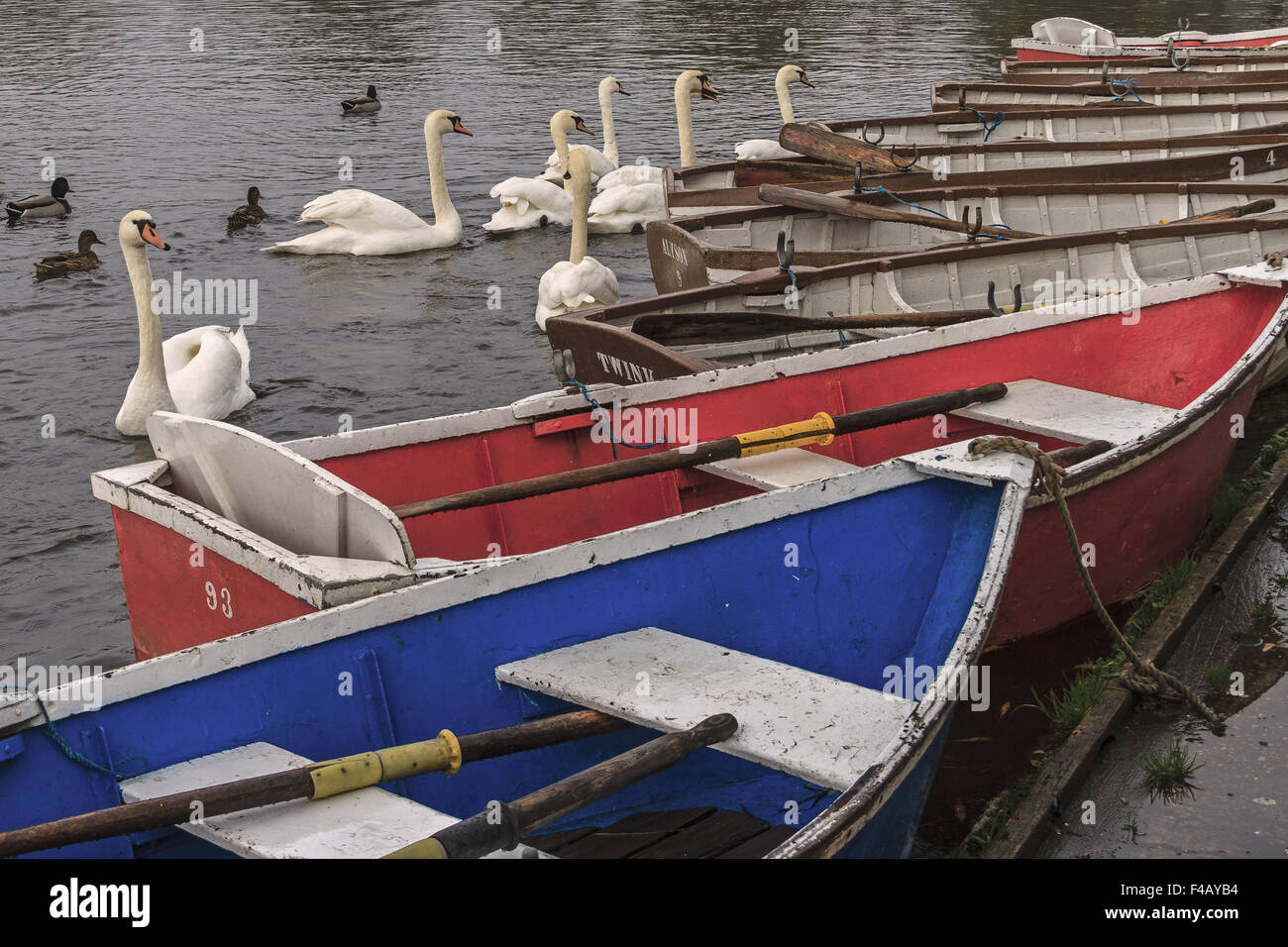 Suffolk birds hi-res stock photography and images - Alamy