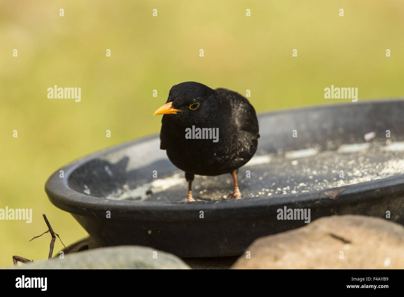Amsel turdus merula turdidae hi-res stock photography and images - Alamy