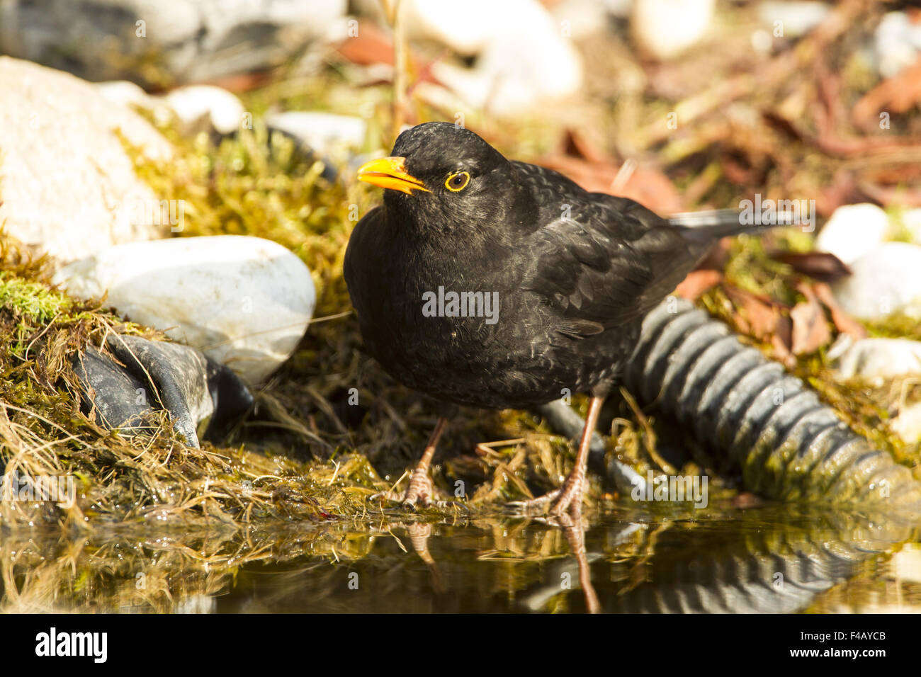 Blackbird (Turdus merula Stock Photo - Alamy