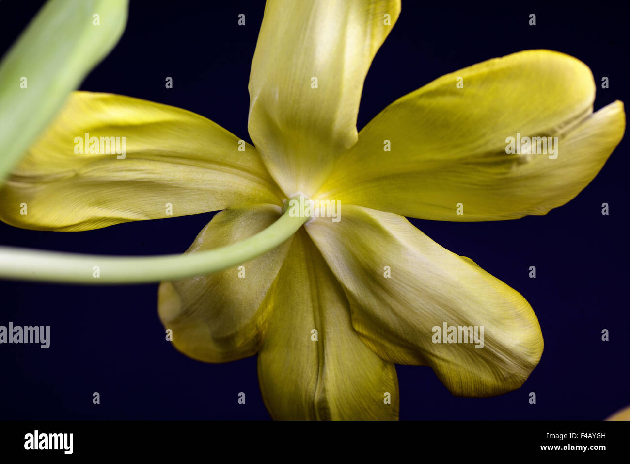 Makro blumenbild hi-res stock photography and images - Alamy