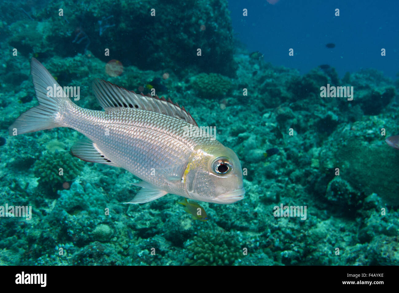 Bigeye emperor fish hi-res stock photography and images - Alamy
