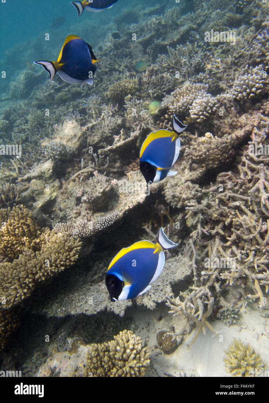 Powder blue hi-res stock photography and images - Alamy