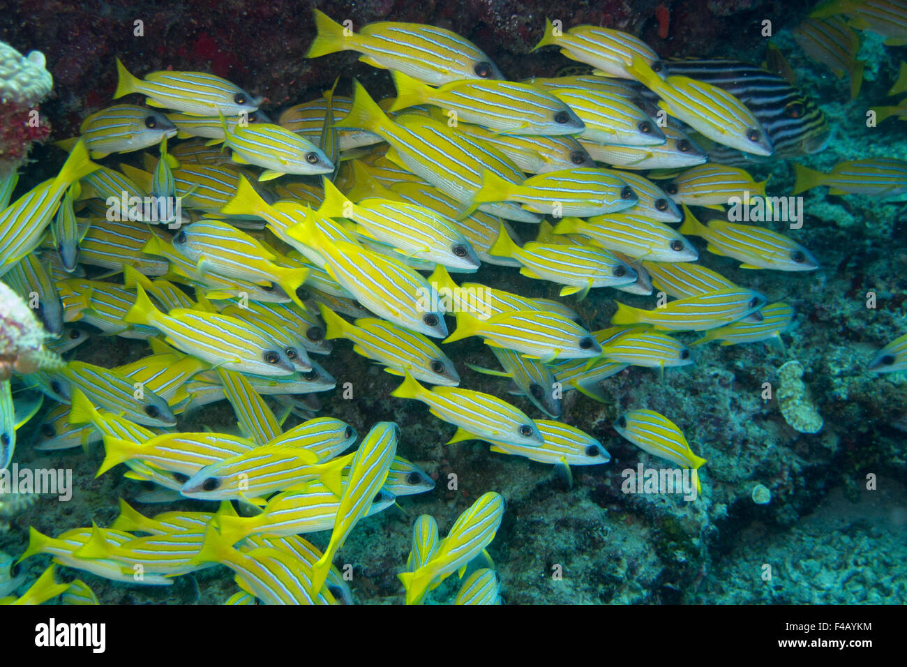 Blue line snapper hi-res stock photography and images - Alamy