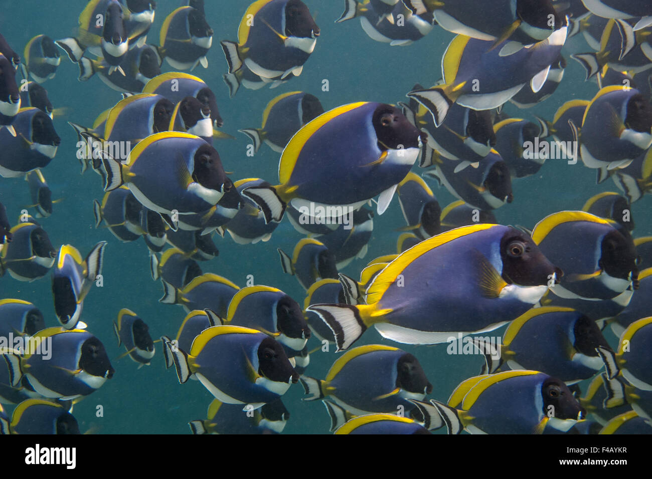 Powder blue hi-res stock photography and images - Alamy