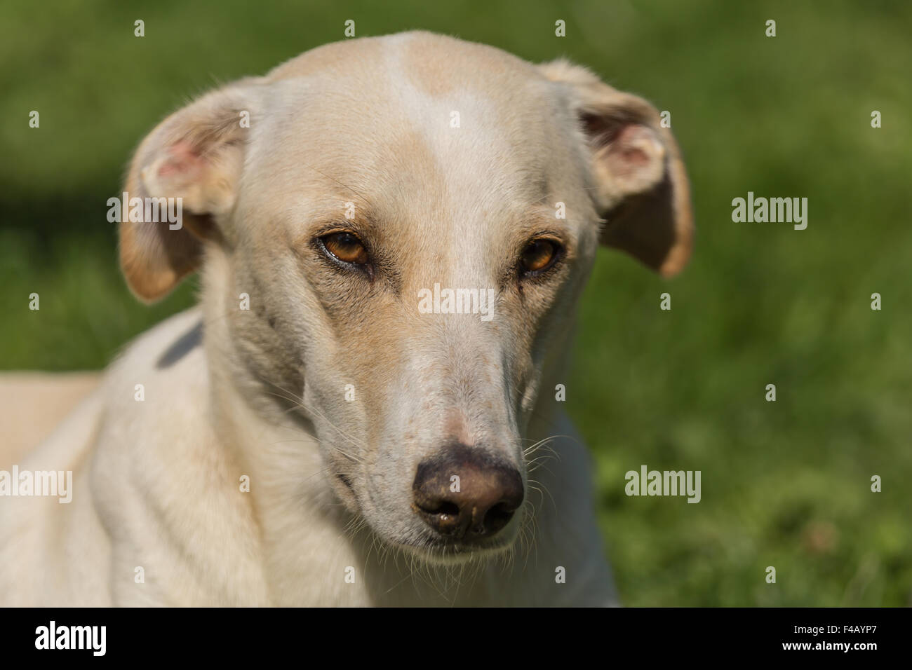 Podenko hi-res stock photography and images - Alamy